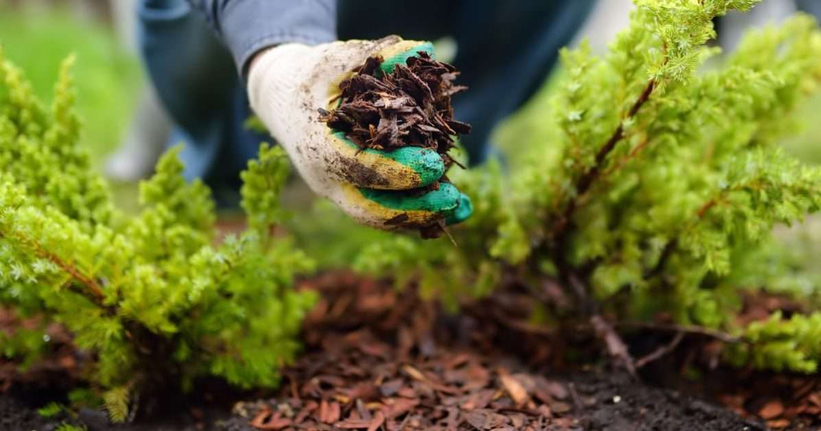 Can You Put Mulch Over Grass