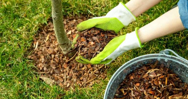How To Mulch Around Trees The Right Way | Mulch Universe