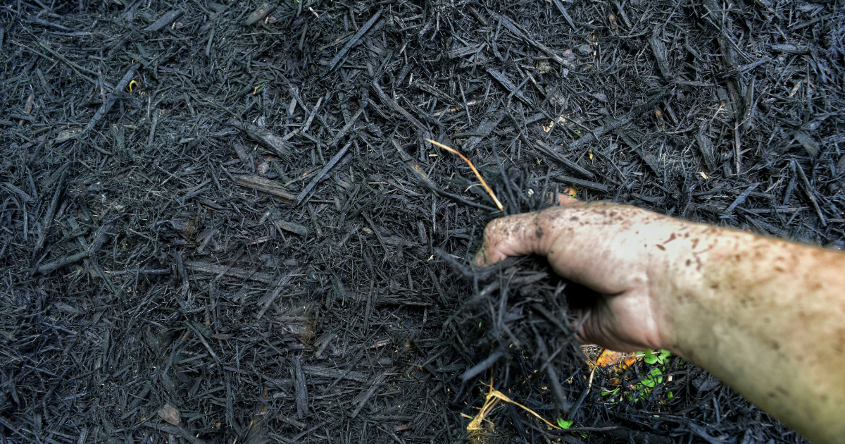 Do Bugs Like Mulch? (Yes, And Here Is How To Fix It) | Mulch Universe