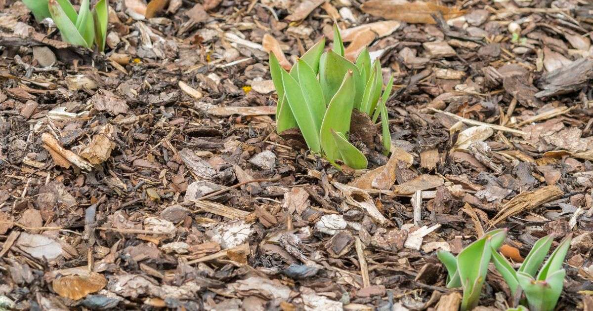 Can Plants Grow Through Mulch? Yes! | Mulch Universe