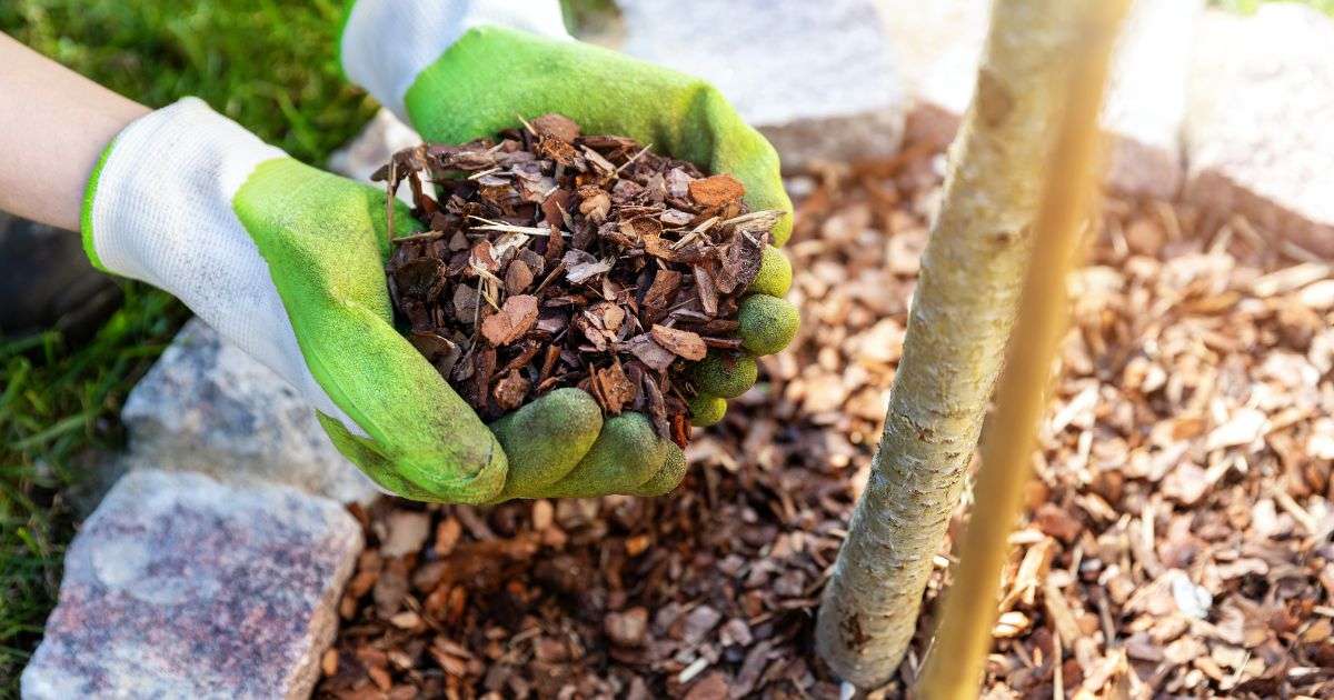 What Is Mulch Steam? (Will Mulch Catch Fire?!) | Mulch Universe