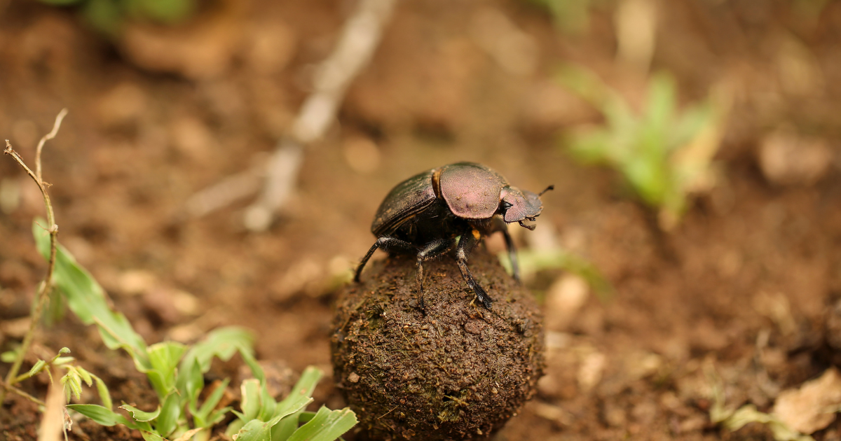 Do Bugs Like Mulch? (Yes, And Here Is How To Fix It) | Mulch Universe