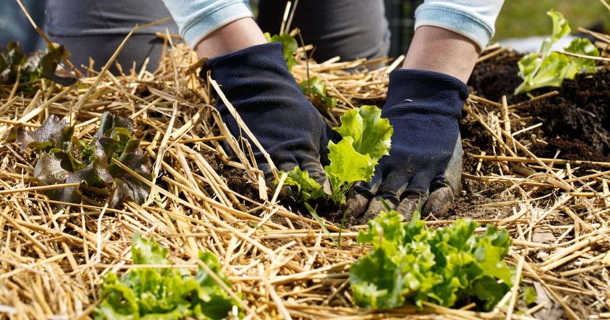 What Is Mulch (And Why Use It?) | Mulch Universe