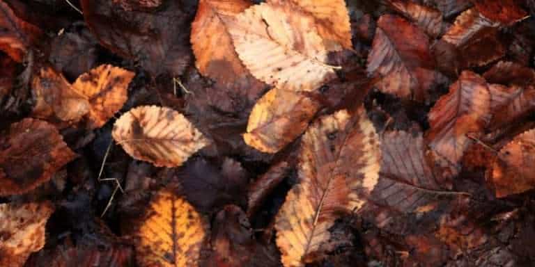 What Is Mulch (And Why Use It?) | Mulch Universe